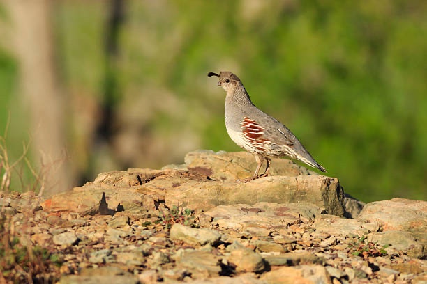 Choking on Quail (by Len Winneroski) | Manna and Coffee